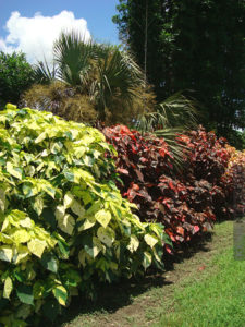 Tahitian Gold Acalypha Sunset Shrub – Kens-Nursery