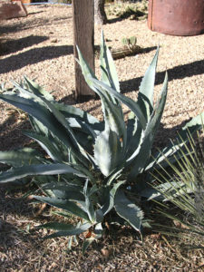 xl Rarely Offered Striata Las Vegas Silver Agave – Kens-Nursery