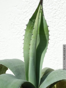xl Wide Leaf Ovafolia Agave – Kens-Nursery