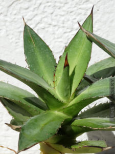 Rare Agave Parrasana Crest – Kens-Nursery