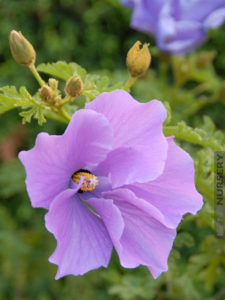 Stunning Australian Blue Hibiscus, Alyogyne Huegelii – Kens-Nursery