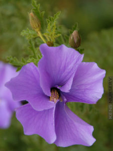 Stunning Australian Blue Hibiscus, Alyogyne Huegelii – Kens-Nursery