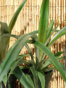 xl Smooth Cayenne Pineapple – Kens-Nursery