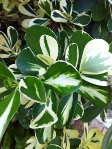 Variegated Autograph Tree Clusia Rosea – Kens-Nursery