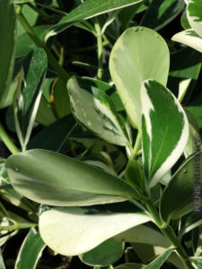 Variegated Autograph Tree Clusia Rosea – Kens-Nursery