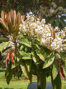 Bronze Leaf Loquat Eriobotrya Deflexa – Kens-Nursery