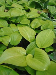 Beautiful Hosta Fried Bananas, xl 9” deep pot – Kens-Nursery