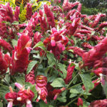 Tropical Hedge Autograph Tree Clusia Rosea – Kens-Nursery