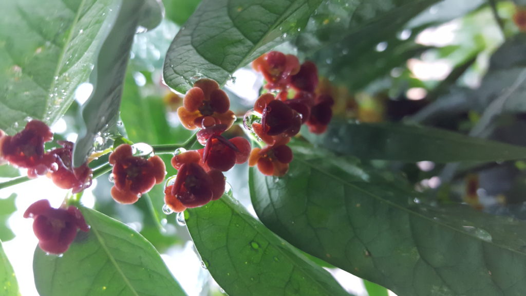 Variegated Katuk Sweet Leaf Plant (sauropus androgynus) – Kens-Nursery